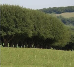 Agroforestry Integrated Farming Systems